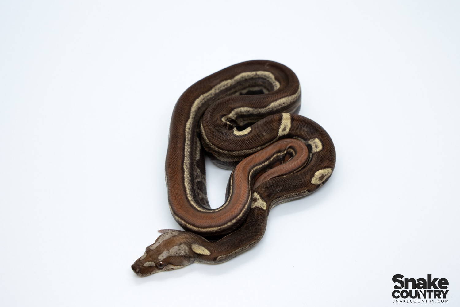VPI IMG Motley Jungle RC Pastel Boa Constrictor by Snake Country ...