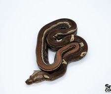 VPI IMG Motley Jungle RC Pastel Boa Constrictor by Snake Country - MorphMarket