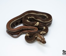 VPI IMG Motley Jungle RC Pastel Boa Constrictor by Snake Country - MorphMarket