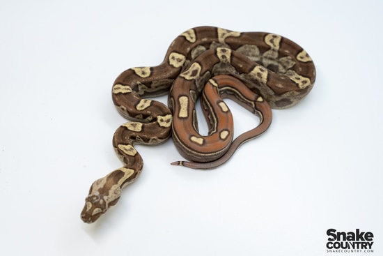 VPI IMG Motley Poss Jungle RC Pastel Boa Constrictor by Snake Country