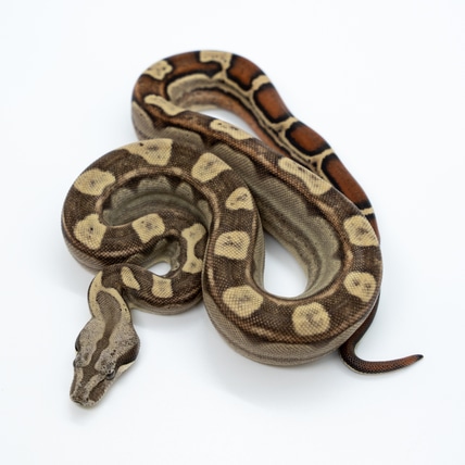 Hypo IMG Scoria Boa Constrictor by Snake Country - MorphMarket