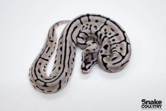 Leopard Spider SK Axanthic Ball Python by Snake Country