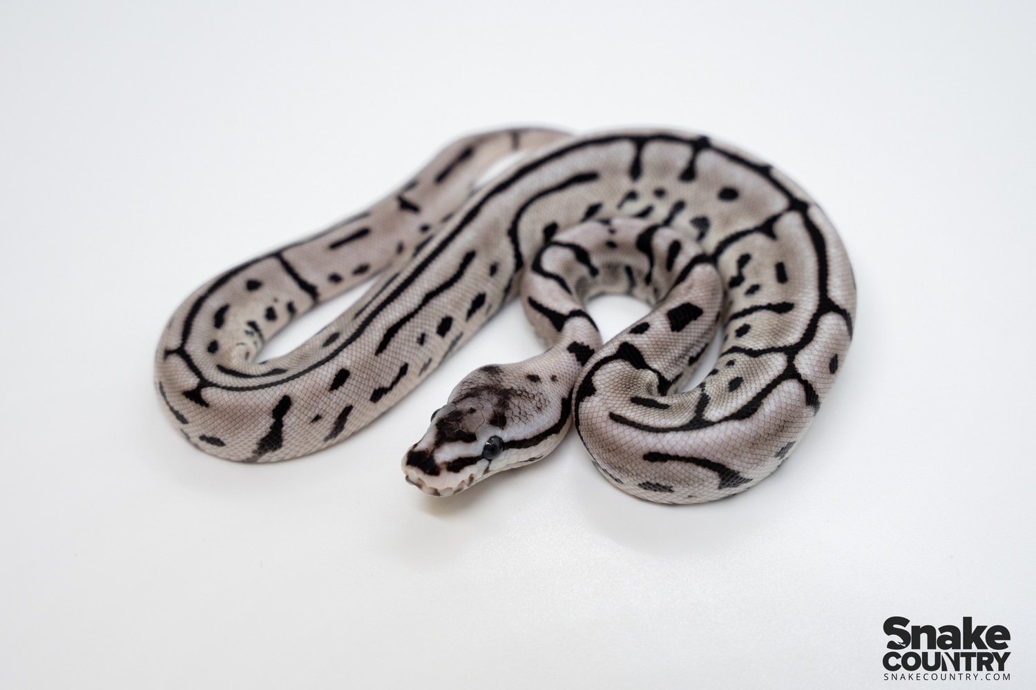 Leopard Spider SK Axanthic Ball Python by Snake Country - MorphMarket