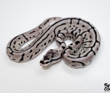 Leopard Spider SK Axanthic Ball Python by Snake Country - MorphMarket
