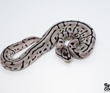 Leopard Spider SK Axanthic Ball Python by Snake Country - MorphMarket