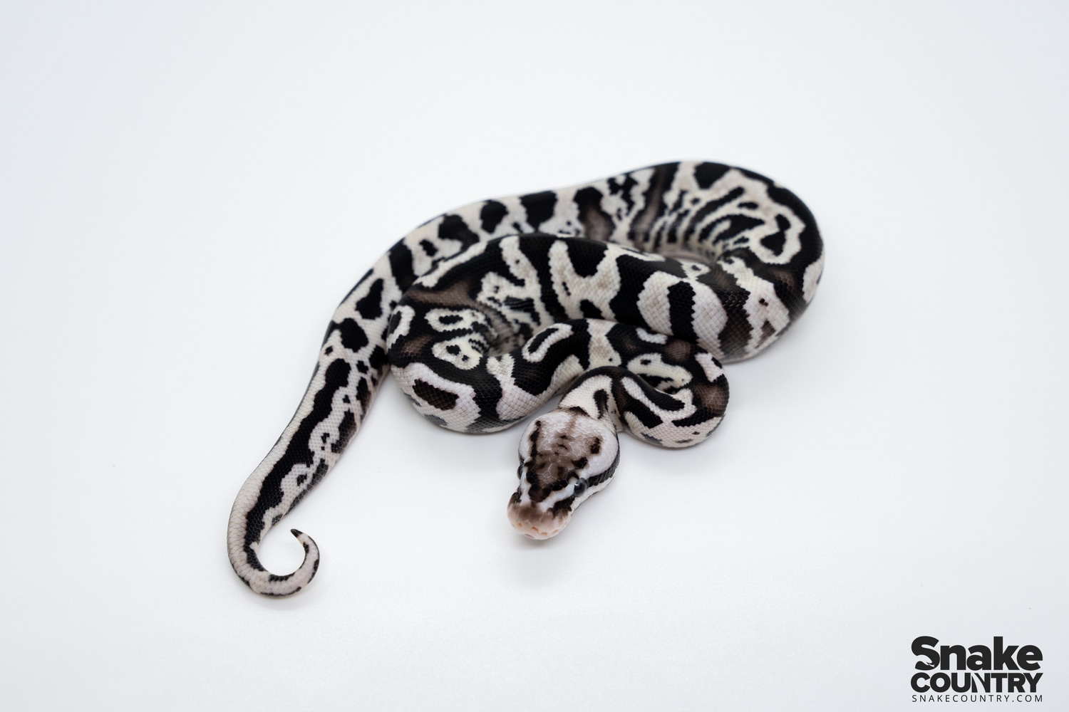 Fire Leopard Pastel Enchi SK Axanthic Ball Python by Snake Country ...