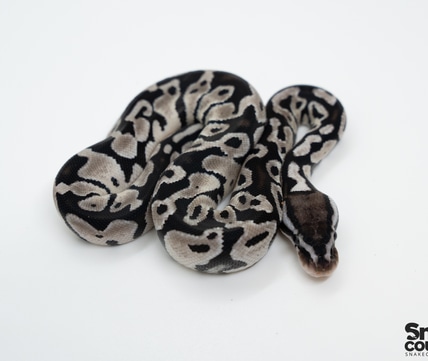 Leopard Spider SK Axanthic Ball Python by Snake Country - MorphMarket