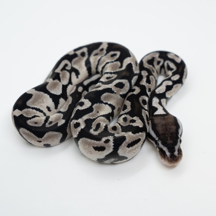 Leopard Spider SK Axanthic Ball Python by Snake Country - MorphMarket