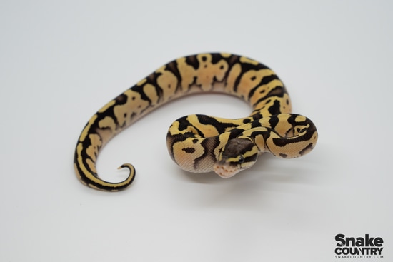 Orange Dream Pastel Ball Python by Snake Country - MorphMarket