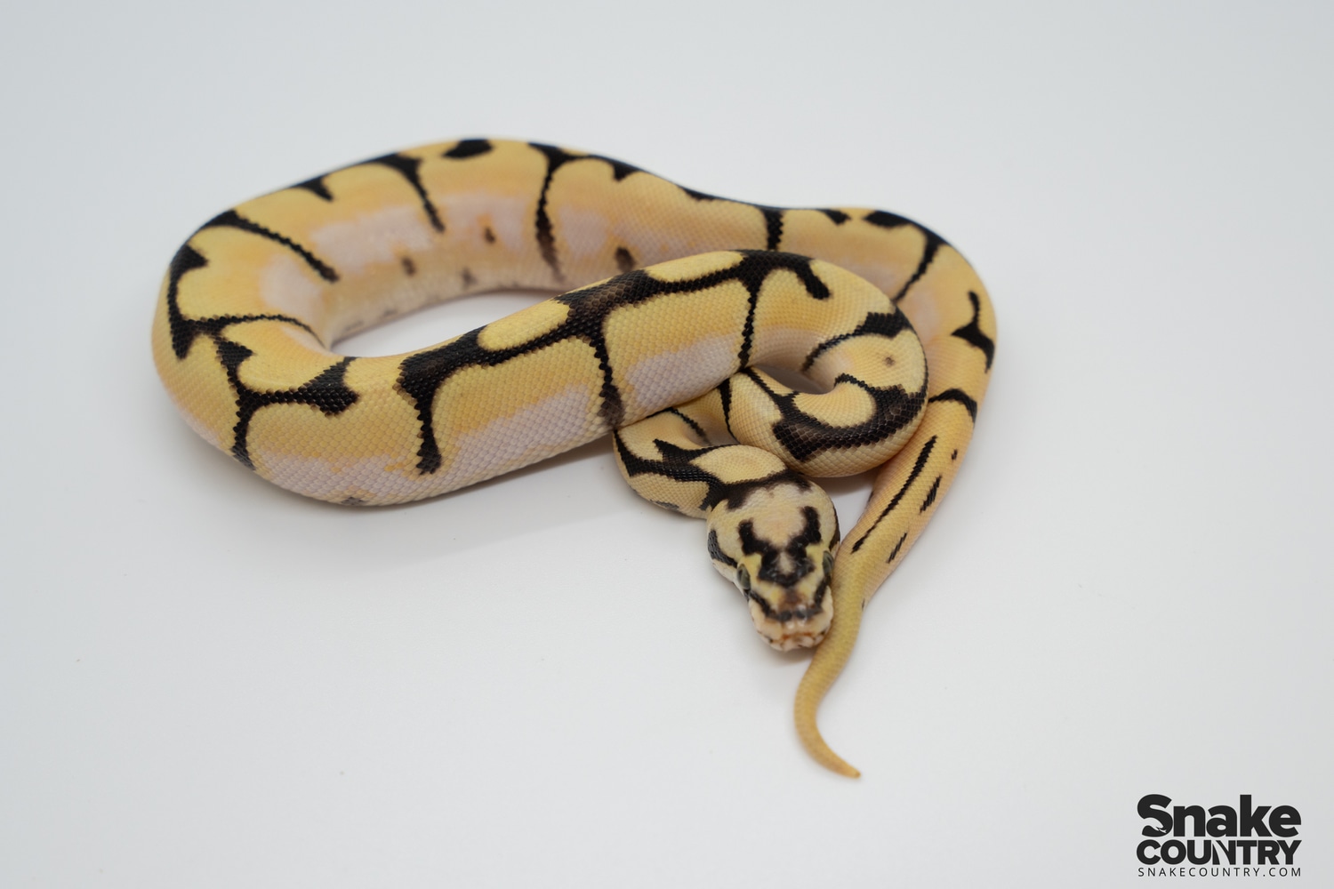Orange Dream Fire Spider Ball Python by Snake Country - MorphMarket