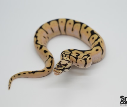 Leopard Spider SK Axanthic Ball Python by Snake Country - MorphMarket
