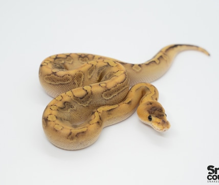 Leopard Spider SK Axanthic Ball Python by Snake Country - MorphMarket