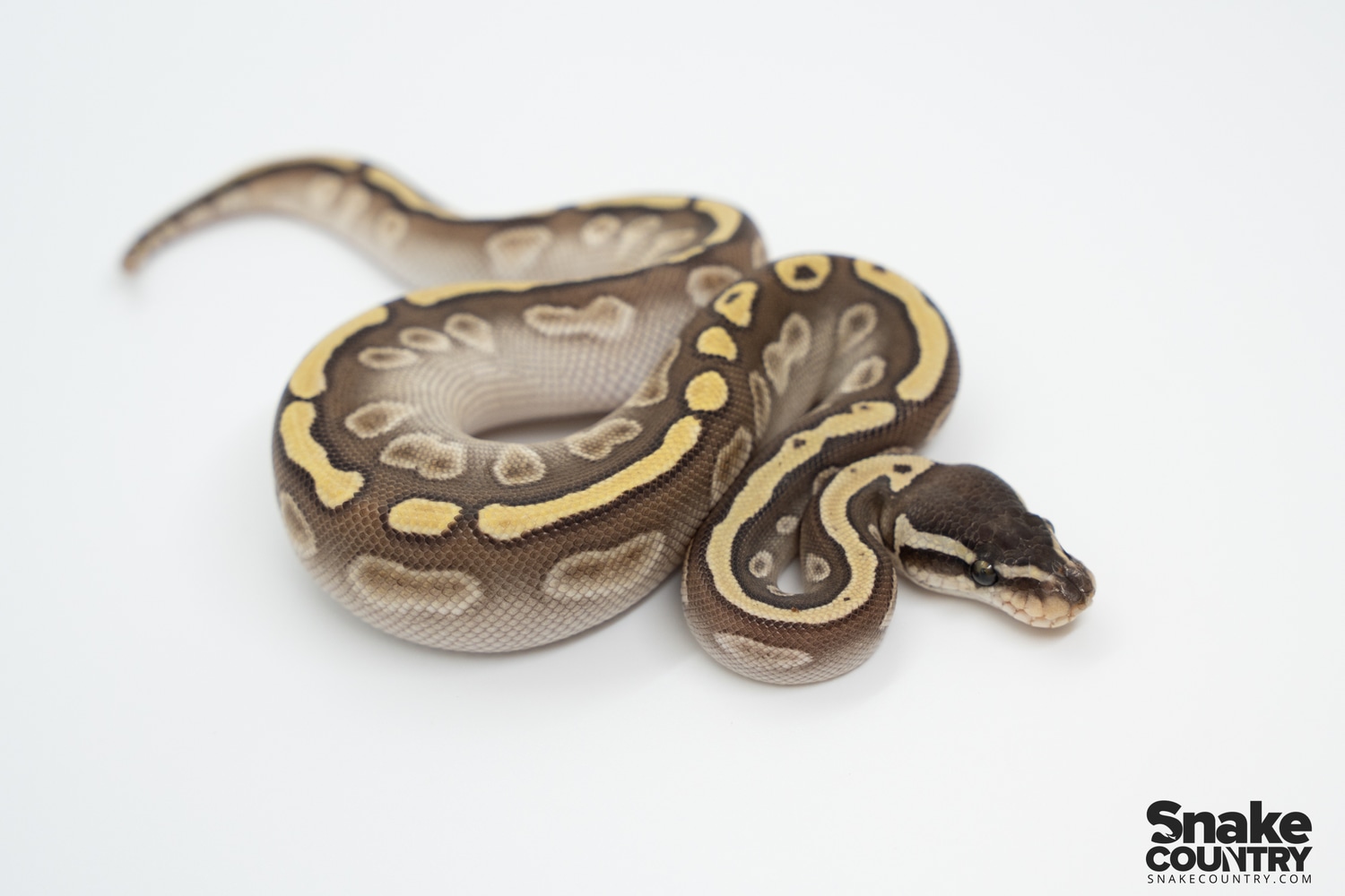 GHI Mojave Fire Ball Python by Snake Country - MorphMarket