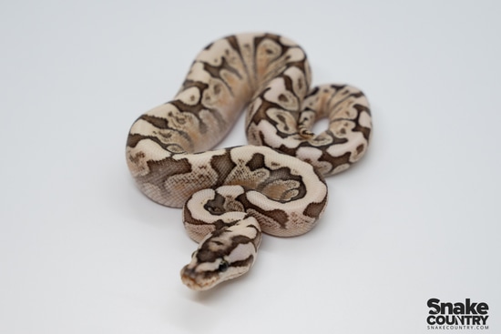 Fire Enchi Spider GHI Mojave Ball Python by Snake Country