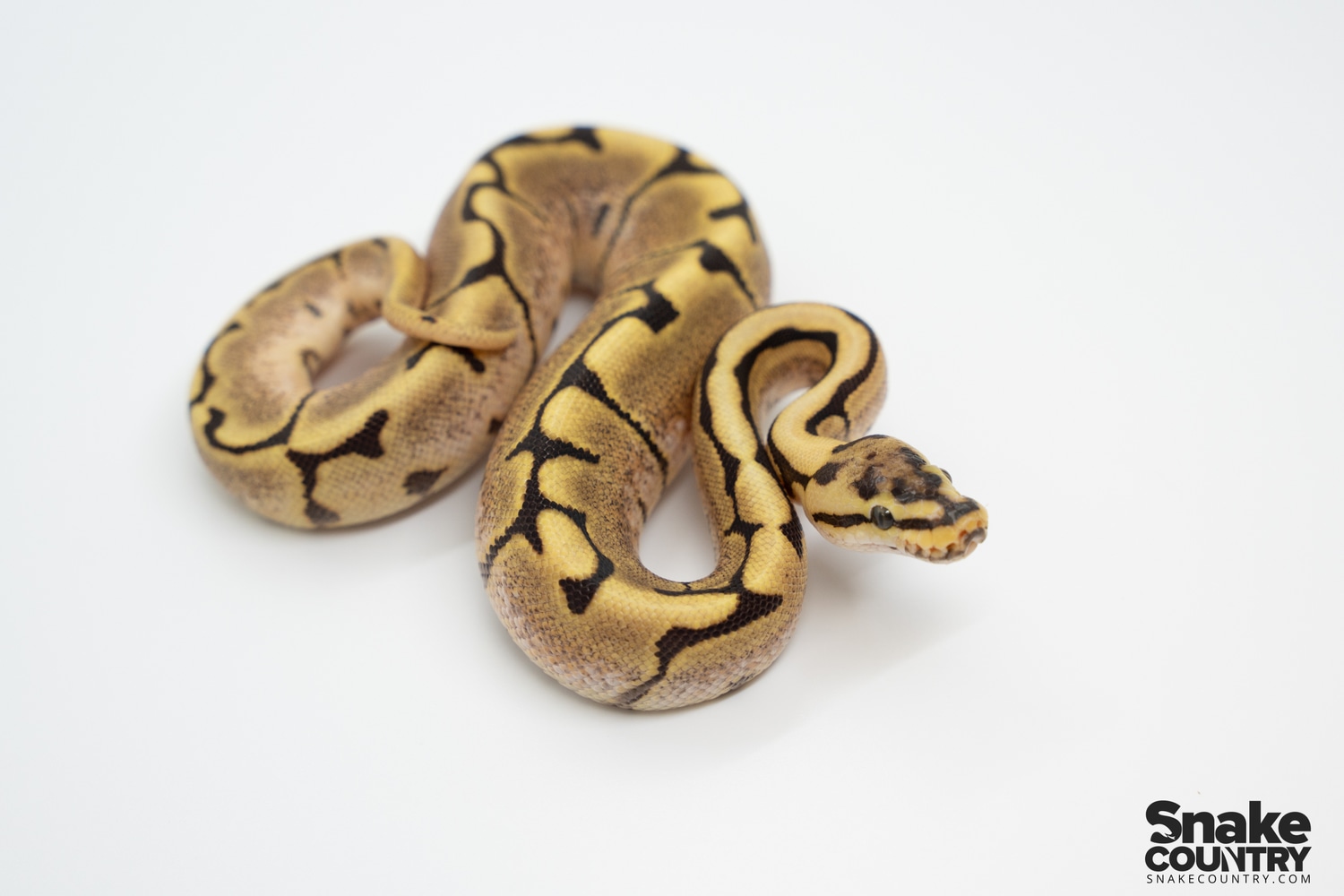 Fire Spider Ball Python by Snake Country - MorphMarket