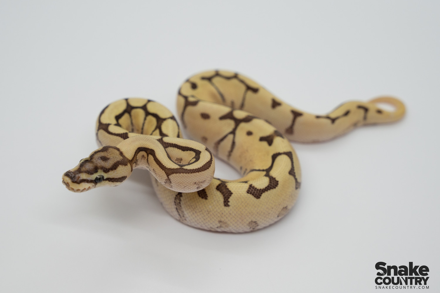 Fire Spider GHI Harlequin Ball Python by Snake Country - MorphMarket