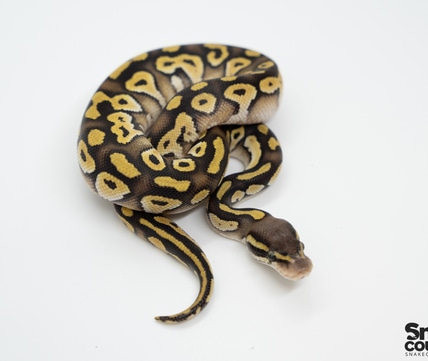 Leopard Spider SK Axanthic Ball Python by Snake Country - MorphMarket