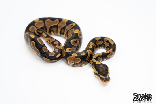 Yellow Belly Het Ghost Ball Python by Snake Country