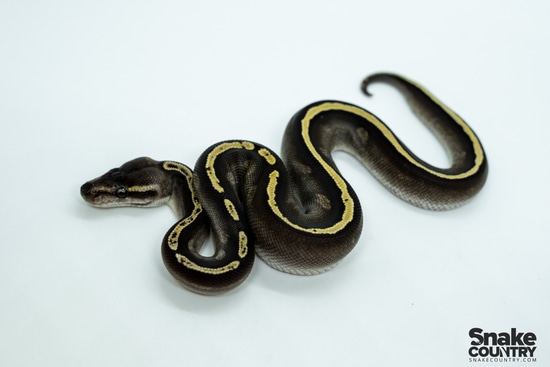 GHI Cypress Mojave Ball Python by Snake Country