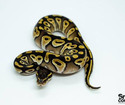 Leopard Spider SK Axanthic Ball Python by Snake Country - MorphMarket