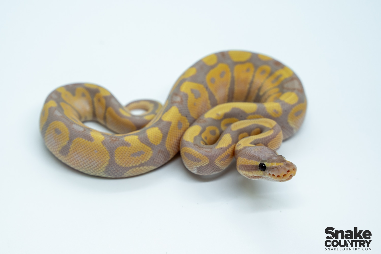 Orange Dream Banana Ball Python by Snake Country - MorphMarket