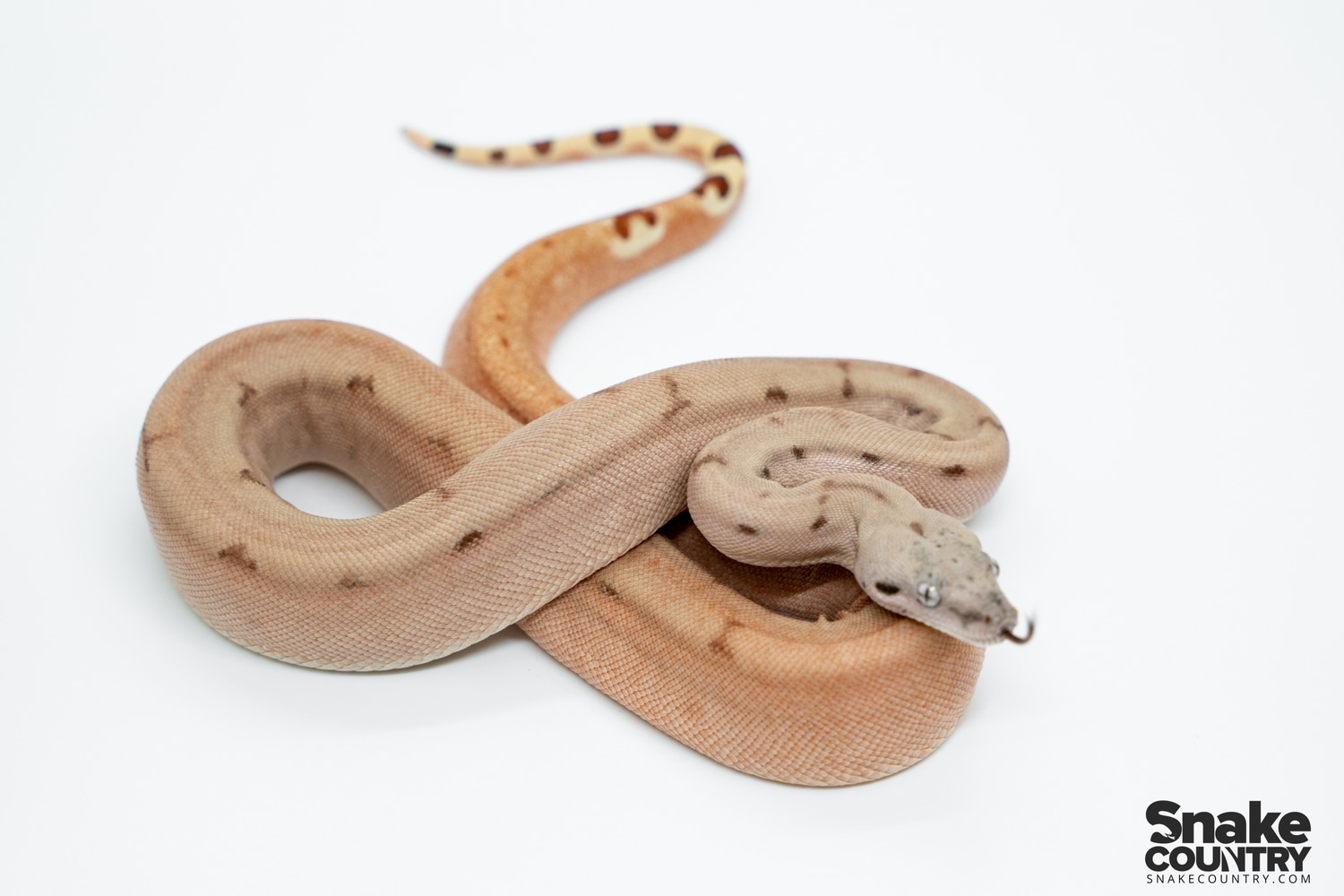 Hypo Scoria Boa Constrictor by Snake Country - MorphMarket