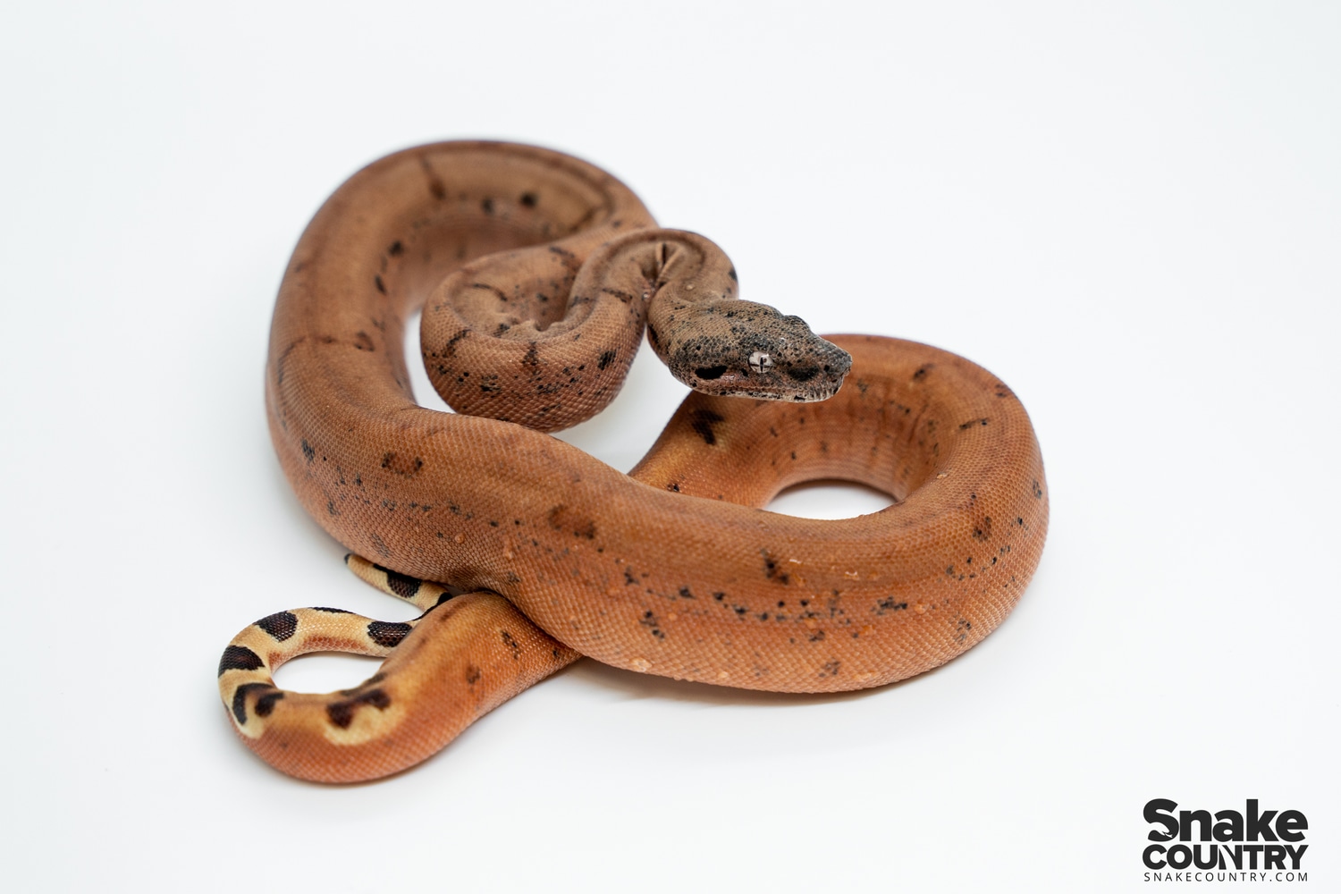 Hypo IMG Scoria Boa Constrictor by Snake Country - MorphMarket