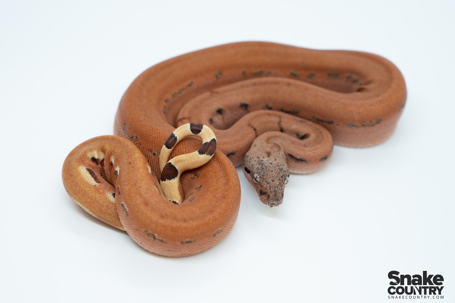 Hypo IMG Scoria Boa Constrictor by Snake Country - MorphMarket