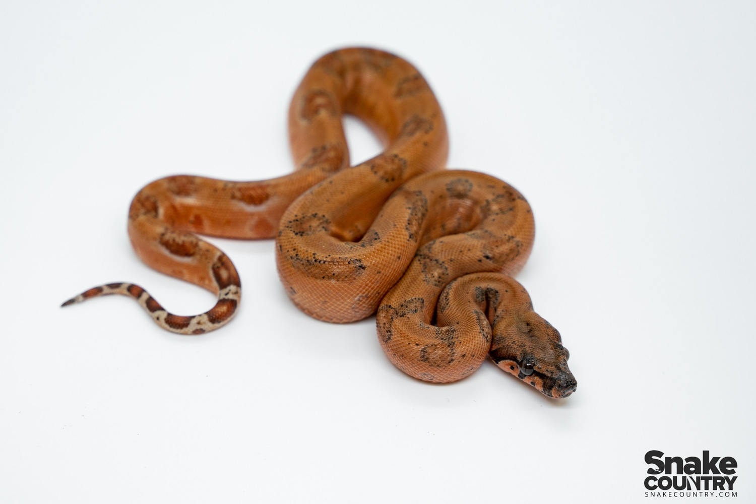 Leopard Marron Parahet Het Kahl Albino Boa Constrictor by Snake Country ...
