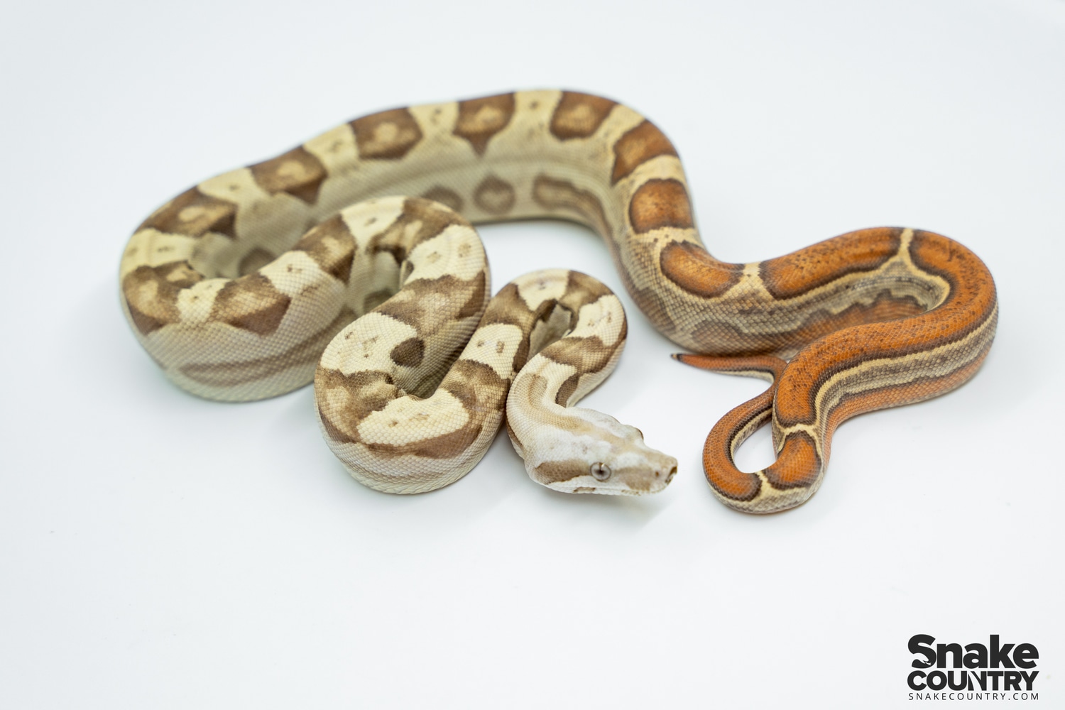VPI Motley Red Panther RC Pastel Boa Constrictor by Snake Country ...