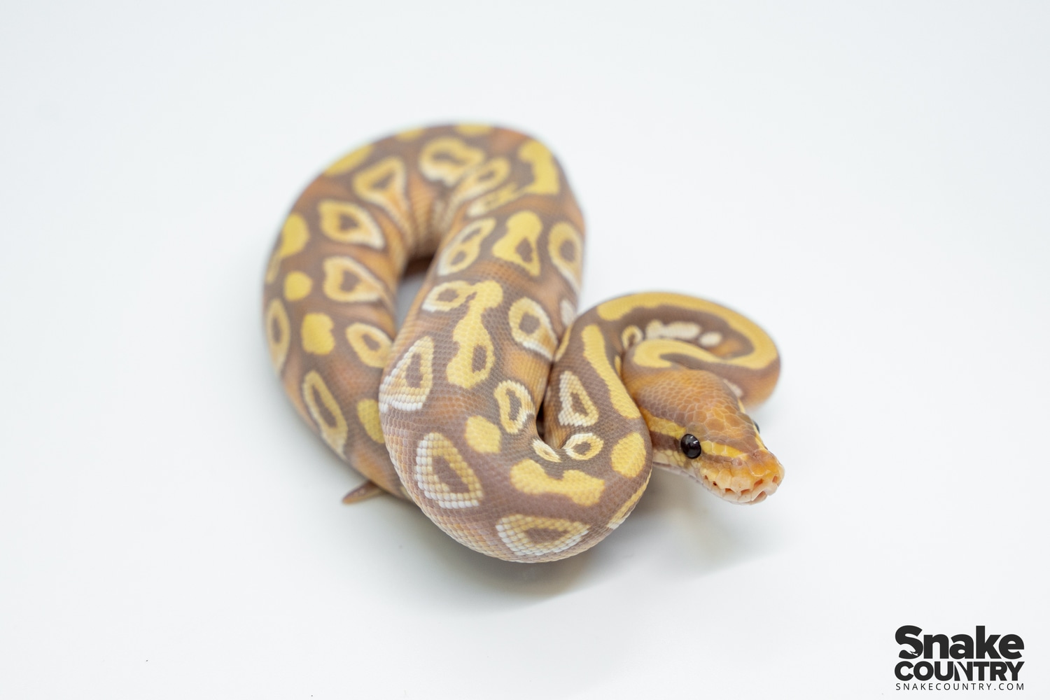 Banana Mojave Het Ultramel Ball Python by Snake Country - MorphMarket