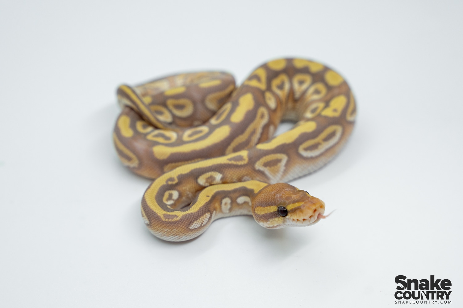 Banana Mojave Het Ultramel Ball Python by Snake Country - MorphMarket