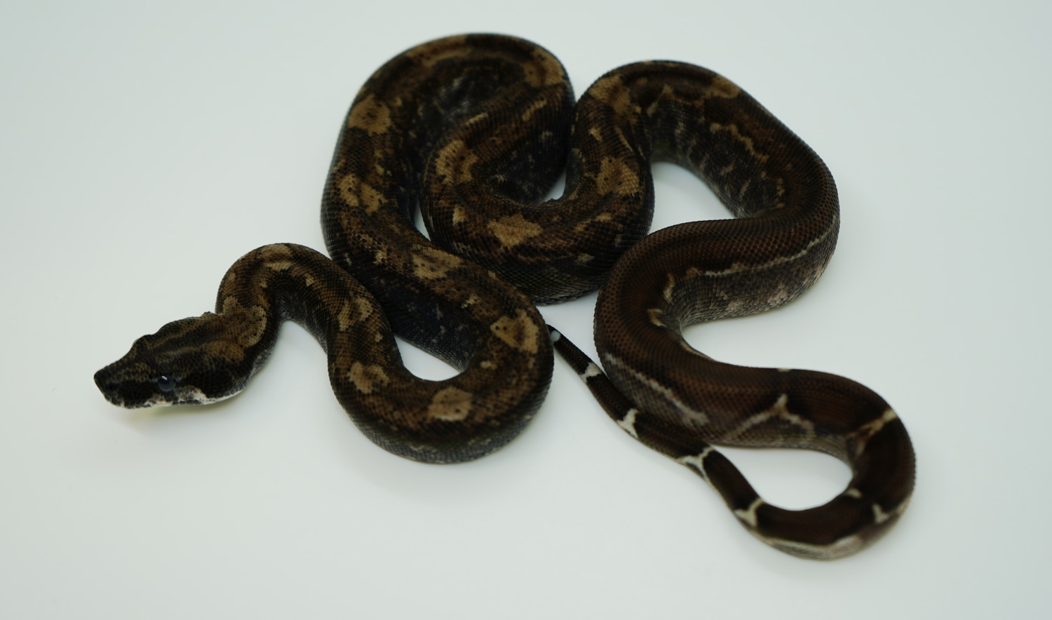 Ghost Devil Boa Constrictor by Snake Country - MorphMarket