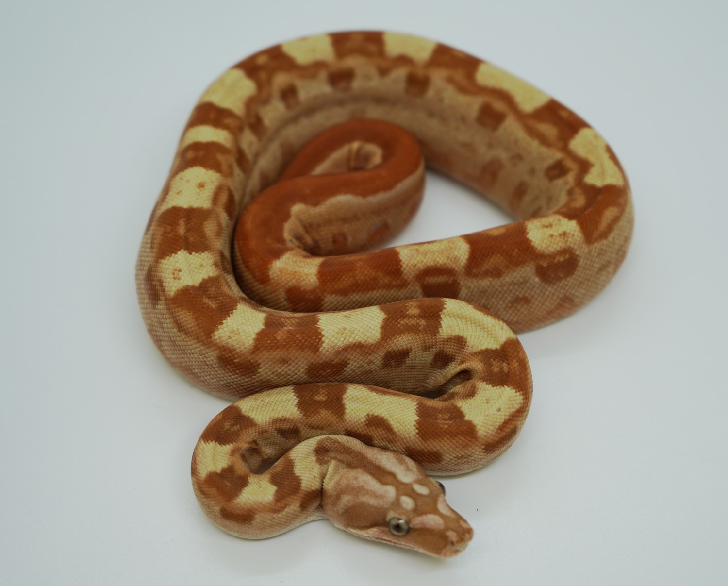 VPI Summit Salmon Pink Panther Sunglow Aztec Motley Boa Constrictor by ...