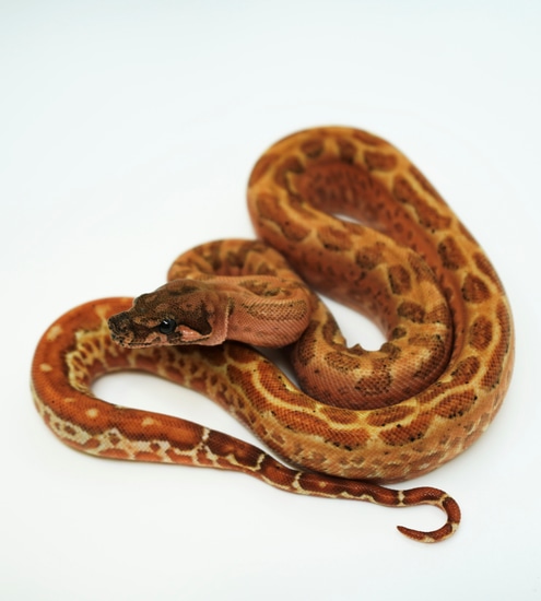 Salmon Sonoran Leopard Boa Constrictor by Snake Country
