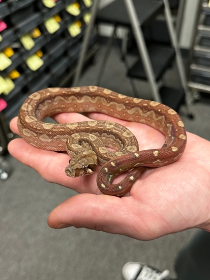 T+ Inca Sunglow Poss Het Anery Boa Constrictor by Snake Country