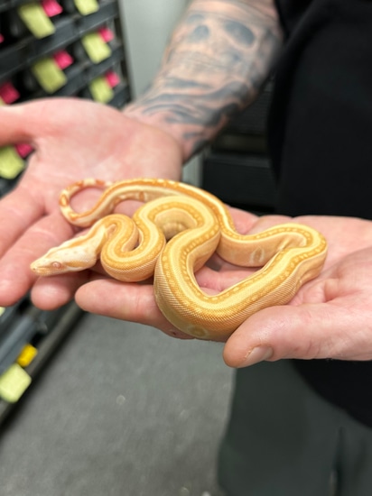 IMG Sharp Labyrinth 100% Het Blood Poss Het Anery Boa Constrictor by ...