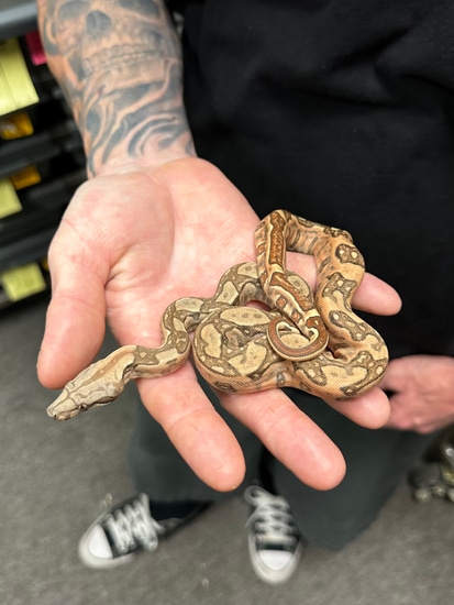 IMG Labyrinth 100% Het Blood Poss Het Sharp/Anery Boa Constrictor by ...