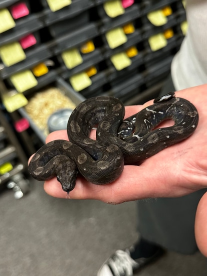 Black Devil Boa Constrictor by Snake Country