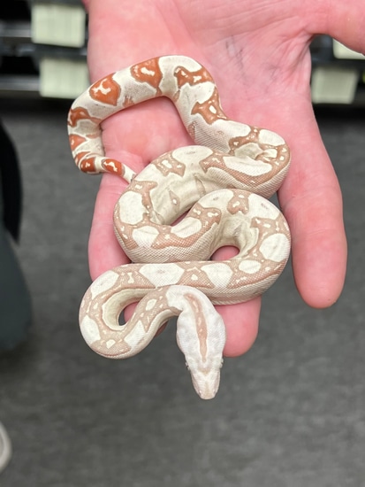 VPI Labyrinth Pos Het Anery Boa Constrictor by Snake Country