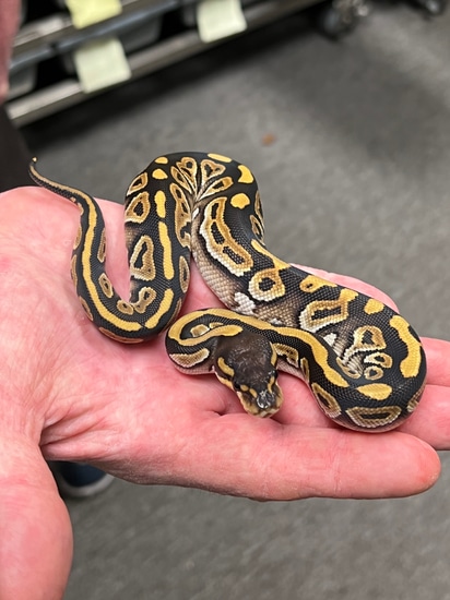 Huffman Mahogany Ball Python by Snake Country