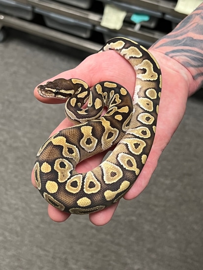 Mojave Het Axanthic Ball Python by Snake Country