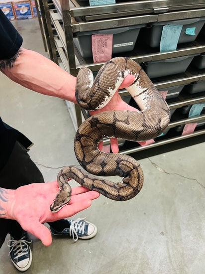 Fire Spider Axanthic (Black/TSK) Ball Python by Snake Country