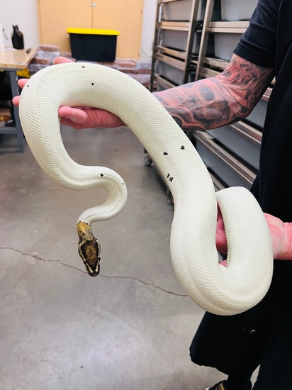 Pied 66% Candy Albino Ball Python by Snake Country