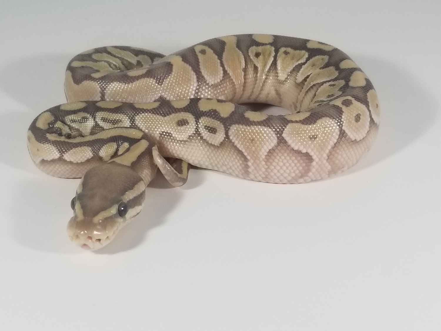 Mojave Vanilla Ghost Ball Python by Sideshow Serpents - MorphMarket