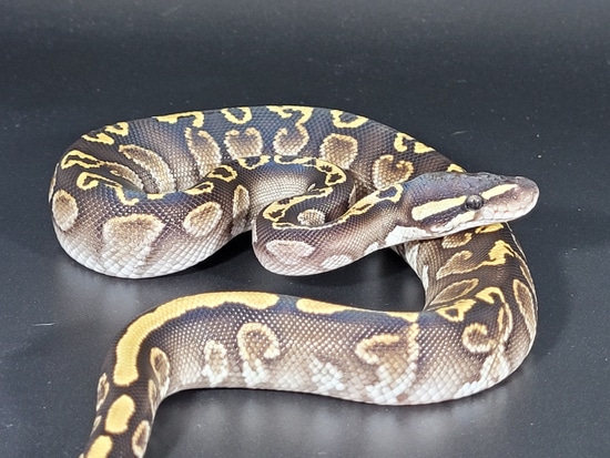 GHI Phantom $250 Shipped Ball Python by Sideshow Serpents
