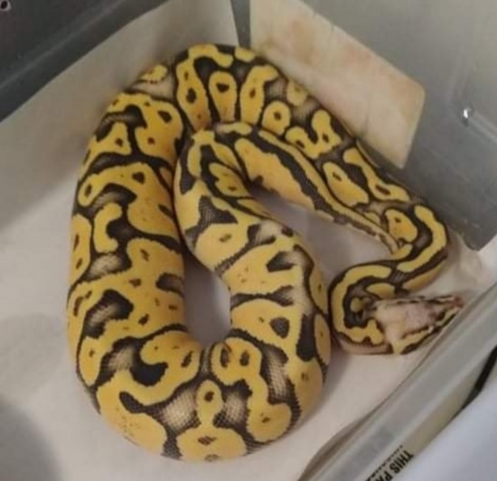 Super Pastel Fire Ball Python by Shocking Exotics Reptiles