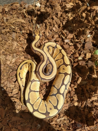 Mystic Spider Ball Python by Shocking Exotics Reptiles