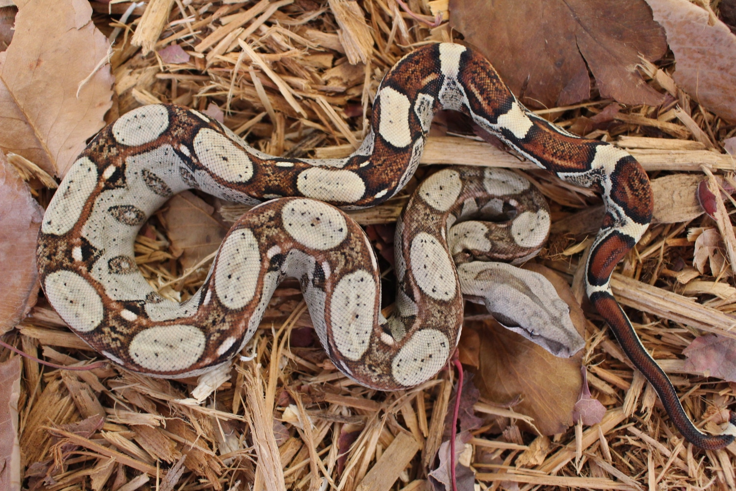 Barranquilla Colombia Boa Boa Constrictor by Shox Boas - MorphMarket