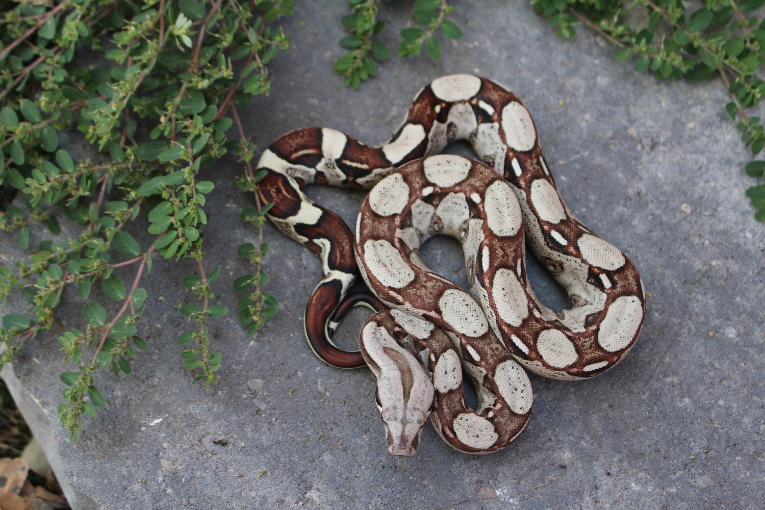 Barranquilla Colombia Boa Boa Constrictor by Shox Boas - MorphMarket